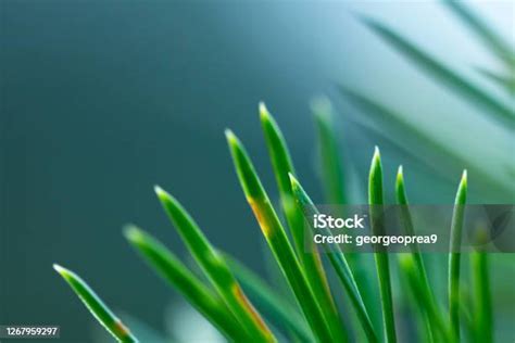 매크로 플로럴 배경 매크로 녹색 소나무 바늘 배경 소나무 콘과 녹색 소나무 바늘 아름다운 매크로 벽지 부드러운 초점 추상적 인 자연 패턴 0명에 대한 스톡 사진 및 기타