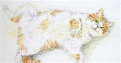 猫 ごろーん まぁむのイラスト Pixiv