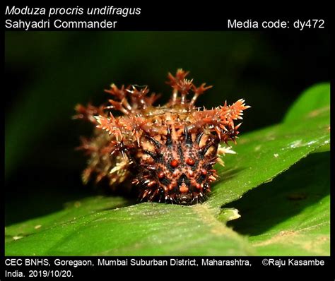 Moduza Procris Butterfly