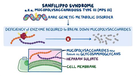 Sanfilippo Syndrome Video And Causes Osmosis