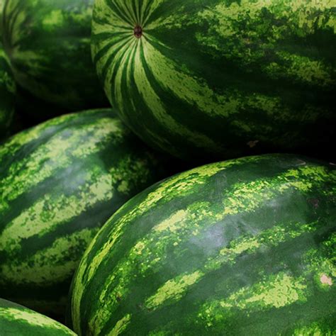 Easy Gardening Melons Publications AgriLife Learn