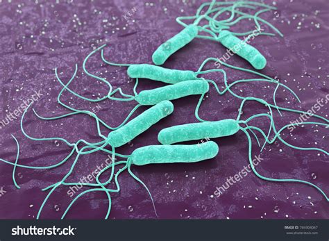 Bacterium Helicobacter Pylori 3d Render Stock Illustration 769304047