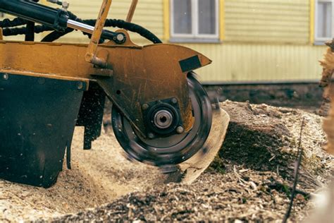 How Much Does Tree Stump Removal Cost Price Guide House Grail