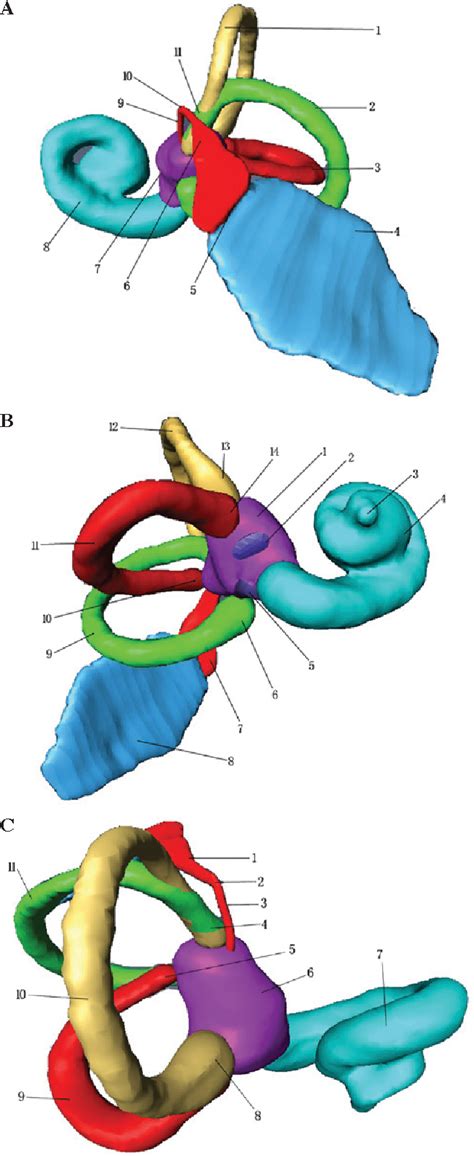 Processus Cochleariformis Semantic Scholar