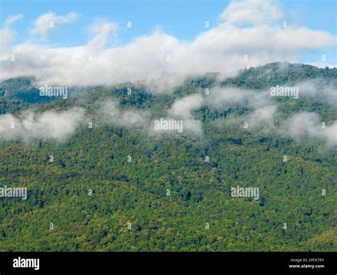 Tropical Forests Can Absorb Large Amounts Of Carbon Dioxide From The
