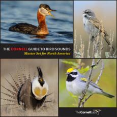 Macaulay Library Land Trust Bird Conservation Initiative