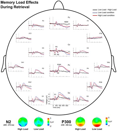 event related potentials waveforms during probe stimulus processing and