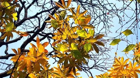 今天白天将转晴 最高气温18℃ 本周末将大风降温北京时间