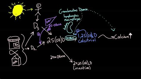 Vitamin D Metabolism Youtube