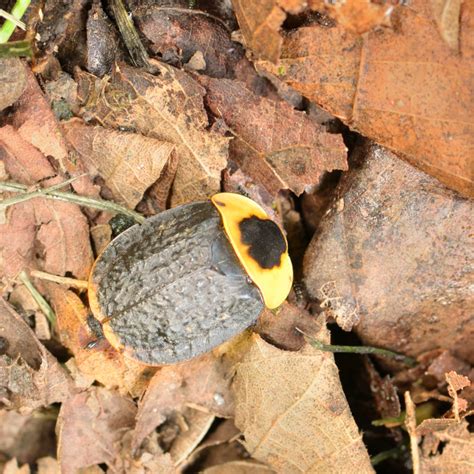 What To Know About Beetles In Florida Your Oasis Outdoor Care