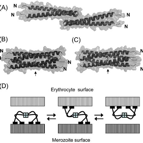 Structural Models Of The C Terminal Tetramerization Domain Of Msp3 Download Scientific Diagram
