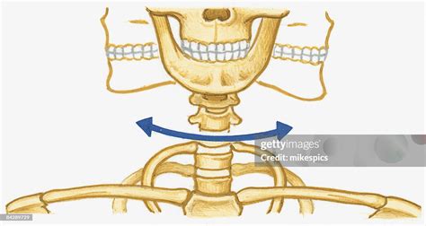 Pivot Joint In The Neck
