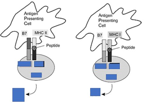 Antigen Presentation Diagram At Randy Aguiar Blog