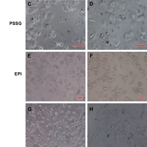 Zewei Luo Post Phd Ph D Northwest University Xian