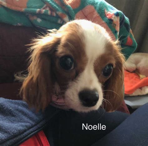 Noelle Columbus Cocker Rescue