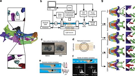 High Throughput Optical Projection Tomographya Tomographic Download Scientific Diagram