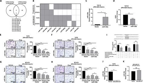 Dscam As1 Sponge Mir 130a Targeting 3 Utr Of Esr1 To Suppress