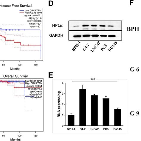 Expression Levels Of Hp1α In Different Tissues A The Expression Of Hp1α