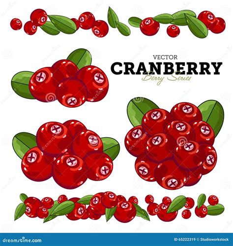 Cranberry Set Vector Stock Vector Illustration Of Fruit