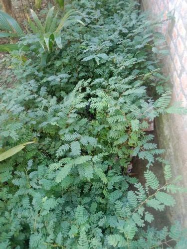 Long Red Sweet Imli Plant For Fruits At ₹ 25piece In Nagaon Id