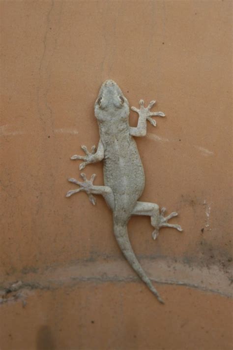 縁起がいい？ よもやよもやの「キッチンにヤモリ」 ヤモリ ヤモリ かわいい ニホンヤモリ