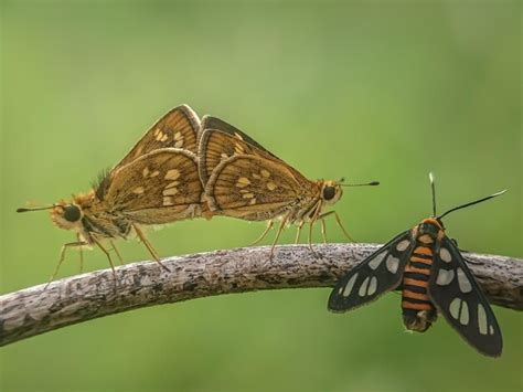 Premium Photo Tinga Moth Two Different Types Of Mating