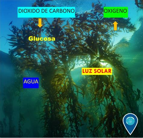 Las Algas Sorprendentes Organismos Academia De Ciencias De Morelos A C