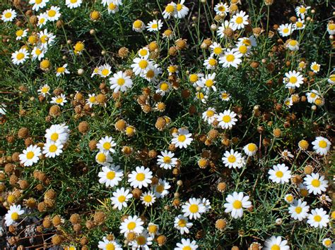 Chamomile Field Wild Flowers Texture Free Nature Grass And Foliage