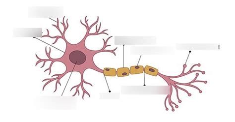 Biology Neuron Diagram Quizlet