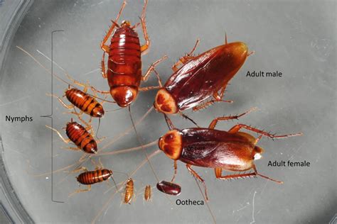 Life Cycle Of A Cockroach Complete Guide To Eggs Nymphs Adults