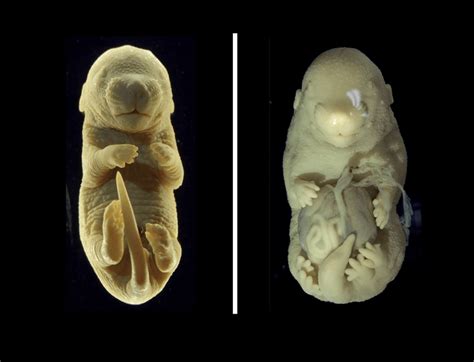 Mouse Embryo With 6 Legs And No Genitals Created By Scientists But Why Iflscience