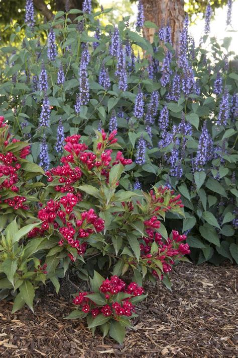 Weigela Crimson Kisses Glover Nursery