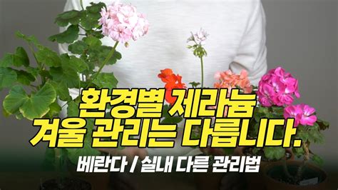 환경별 제라늄 겨울 관리는 다릅니다 제라늄 겨울철 물주기 가지치기 순따기 홈가드닝 아파트 실내 베란다 정원homegardeningpelargonium Youtube