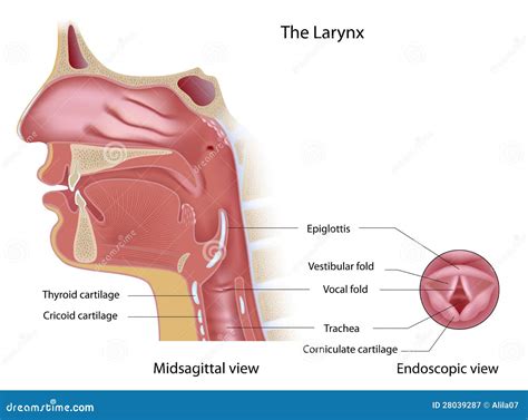 Voice And Data Schematic Diagram Anatomy Of Voice Box Poster