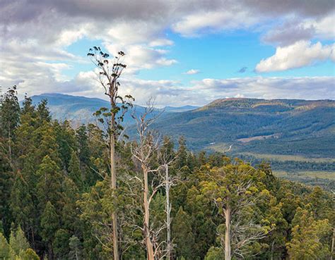 Luke Obrien Centurion Australias Tallest Tree