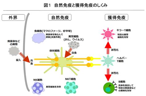 免疫力とは？ 作用する仕組みや高める3つの方法をわかりやすく解説｜瀬田クリニック通信｜瀬田クリニック東京