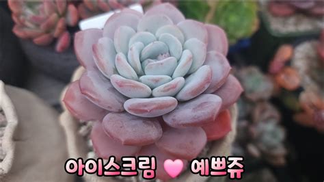 아이스크림 아이시그린 에코묄니르 백분이 뽀샤시 핑크한 아이들이 예쁜 아침입니다 지미네옥상다육 Youtube