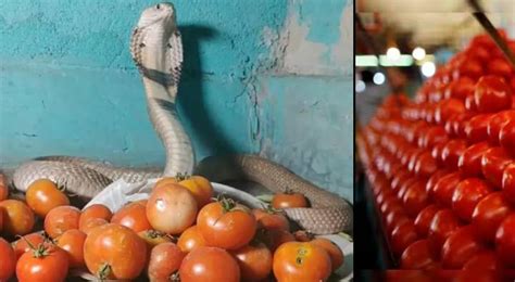 Snake టమాటాలకు కాపలాగా స్నేక్ రాజా ట్రెండ్ మారింది గురూ Ntv Telugu