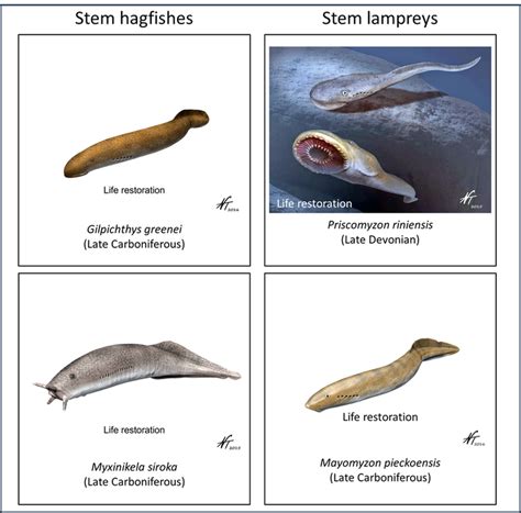 Cyclostome Stem Group Cyclostome Stem Group