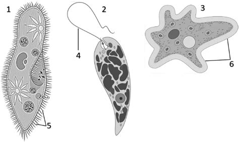 Задание №46758 Установите соответствие между характеристиками и организмами обозначенными на