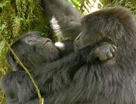 AUSSIE RESEARCHERS DOCUMENT GORILLAS HAVING LESBIAN SEX