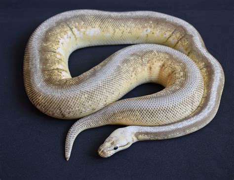 How Big Do Ball Pythons Get Ball Python Breeder Uk