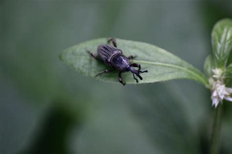 Seek Couldnt Identify R Inaturalist