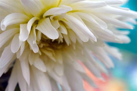 Dahlia Flower Blossom Free Photo On Pixabay