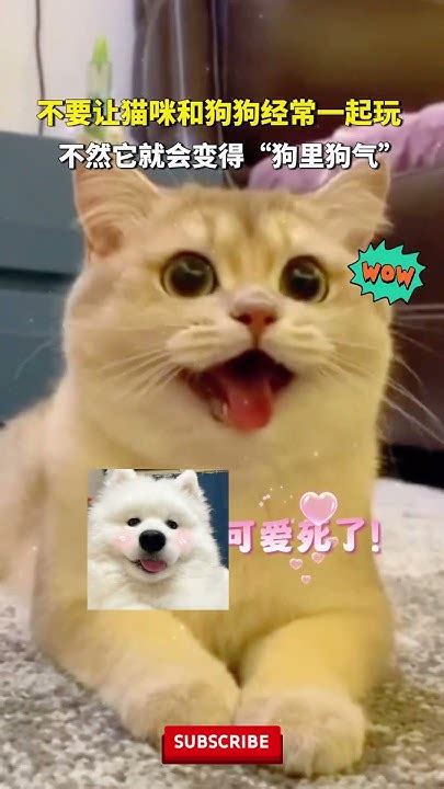 不要让猫咪和狗狗经常一起玩，不然它就会变得“狗里狗气”！ Pets猫咪 寵物 Youtube