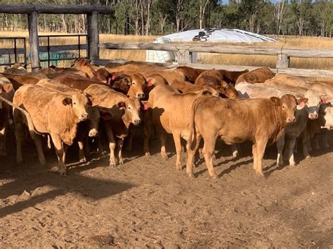 60 Eu Charolais Droughtmaster X Heifers Listing Cattlesales