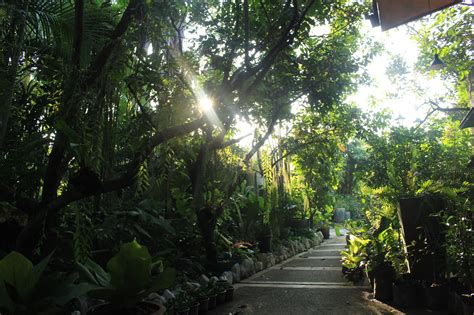 Shop Botanic Bongabon