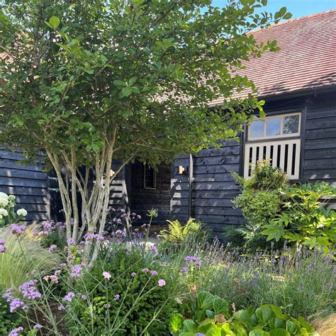 Why Choose Multi Stem Trees The Big Plant Nursery