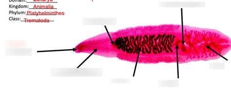 Fluke Diagram Quizlet