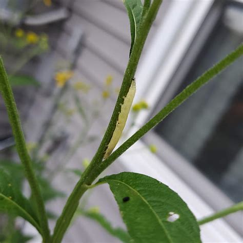 Some Kind Of Catepillar Bugguide Net